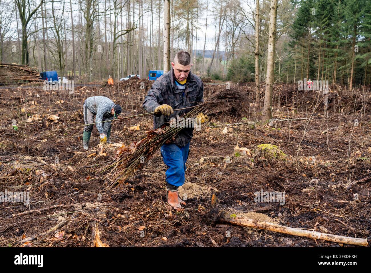 Tree planting forest hi-res stock photography and images - Alamy