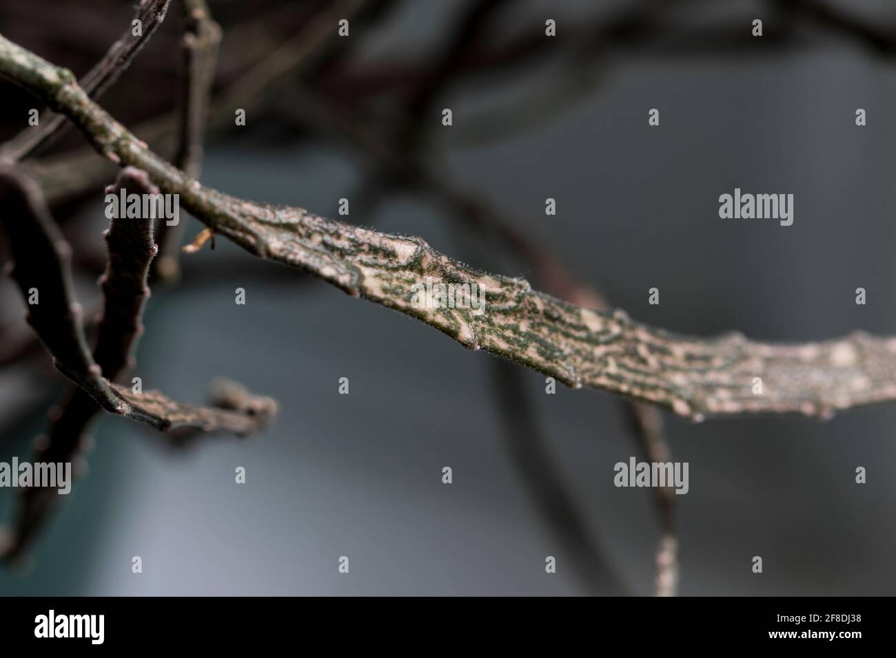 Madagascan succulent dead sick plant dead wood plant leaves close up ...