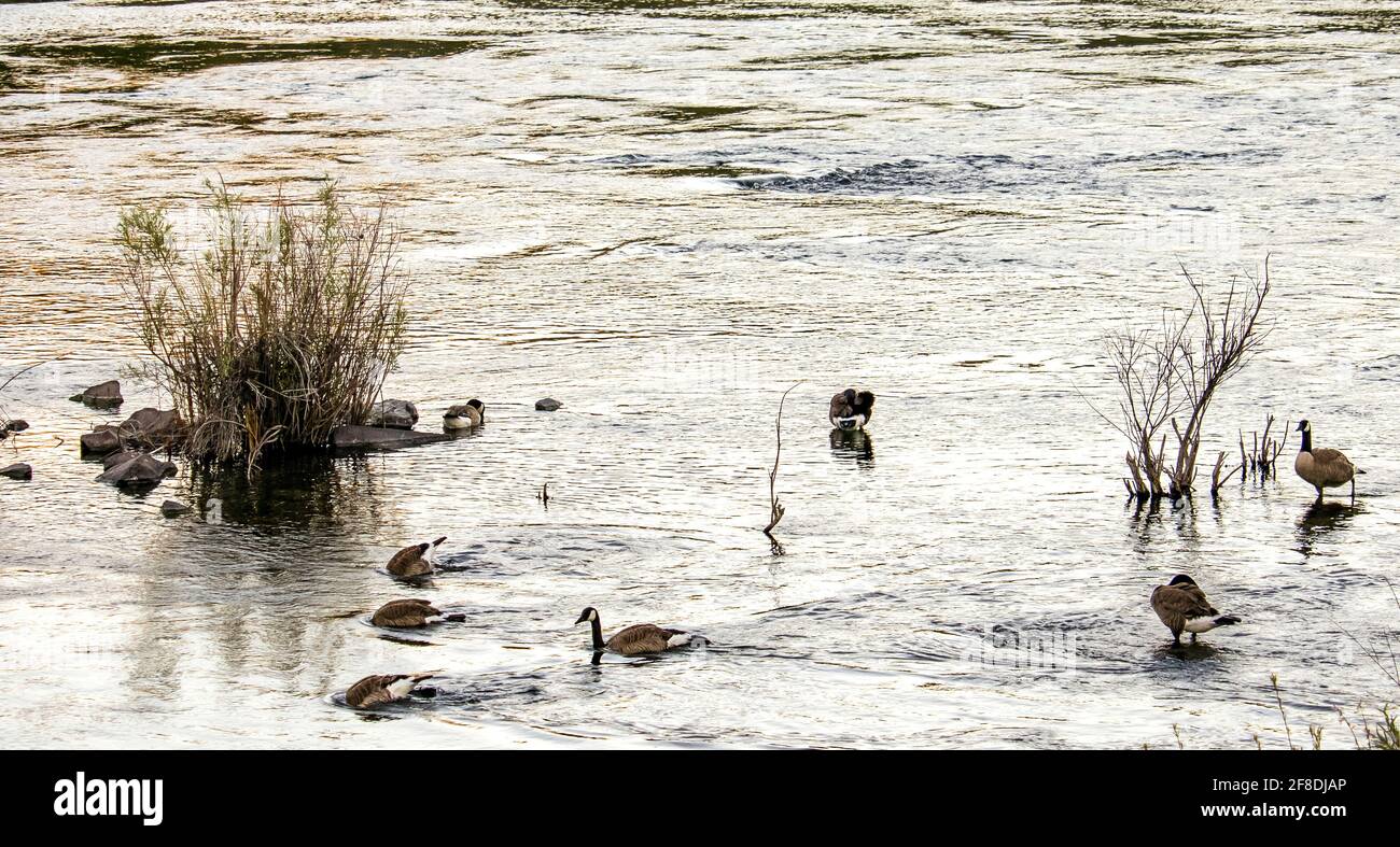 ducks swim in the Boise river just below Lucky Peak Dam Stock Photo - Alamy