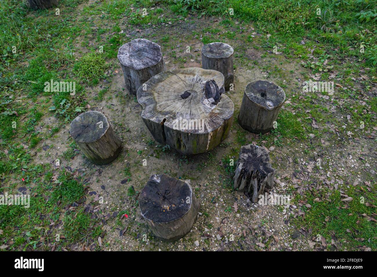 High angle shot of tree stumps sorted like a circle Stock Photo - Alamy
