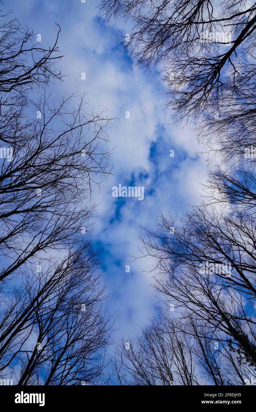 Low angle shot of a cloudy blue sky seen from the middle of leafless ...