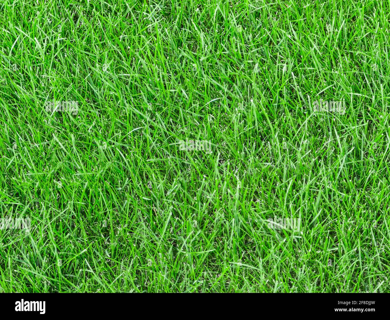 Green grass lawn texture Stock Photo - Alamy