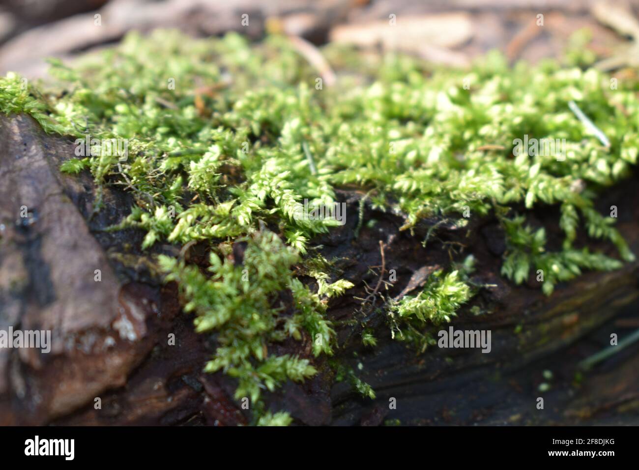 Takakia moss hi-res stock photography and images - Alamy