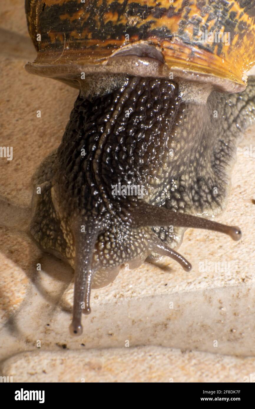 Snail texture hi-res stock photography and images - Alamy