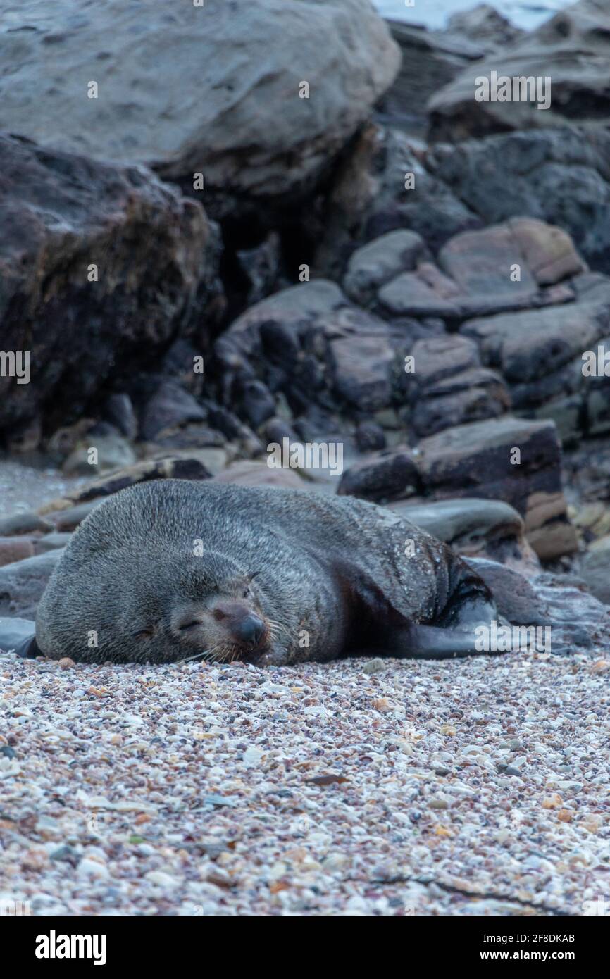 Seals on rocks and shells at the beach Stock Photo - Alamy