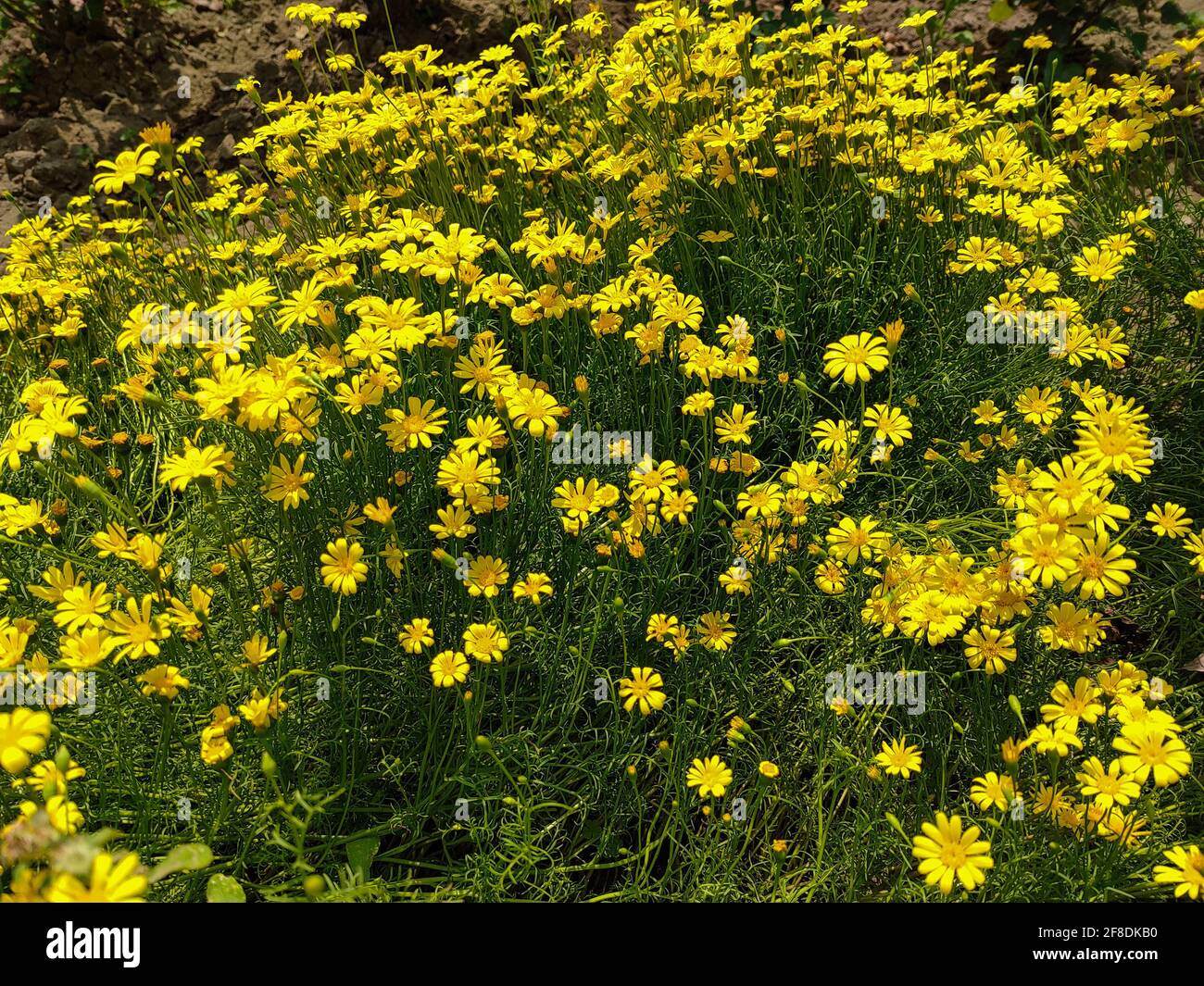 Yellow Tickseed flowers grown in the park Stock Photo - Alamy