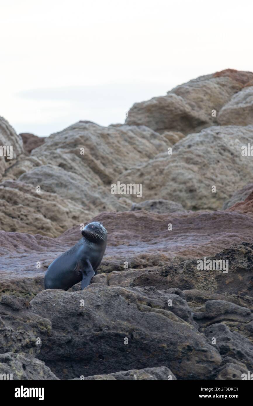 Seals on rocks hi-res stock photography and images - Alamy