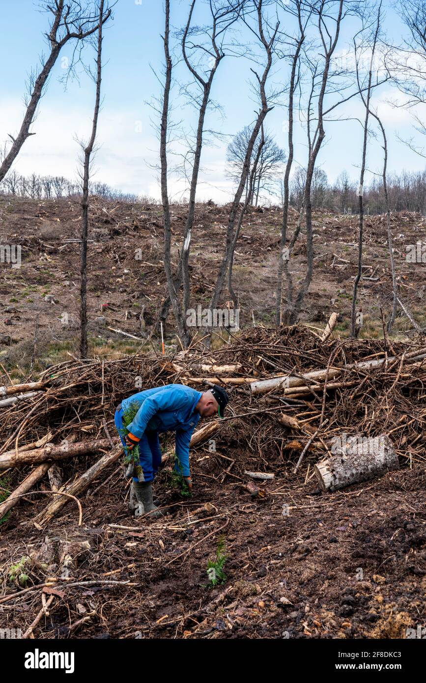 Afforestation hi-res stock photography and images - Alamy