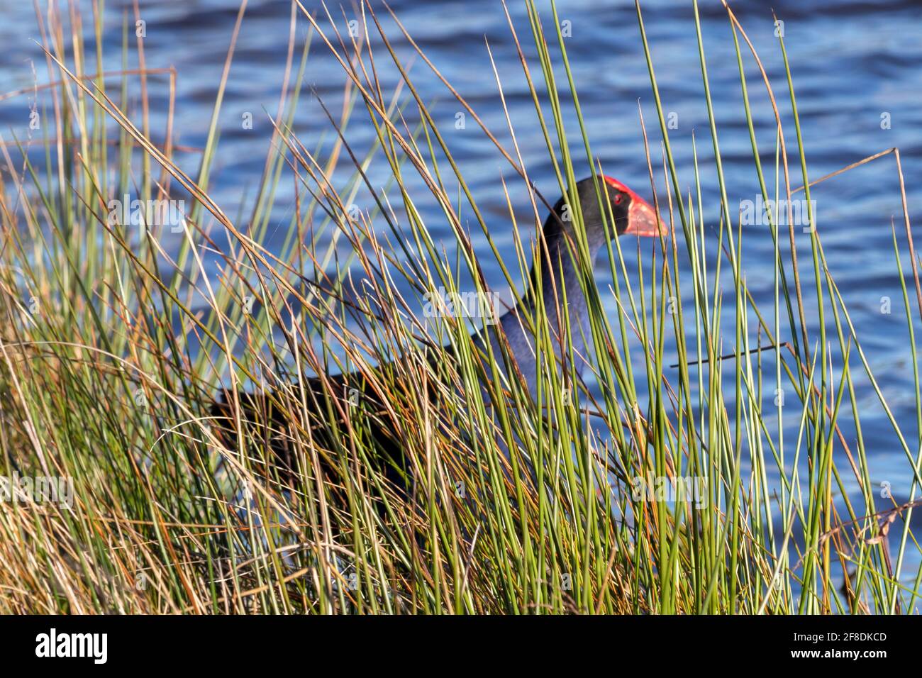 Seals on rocks and shells at the beach Stock Photo - Alamy