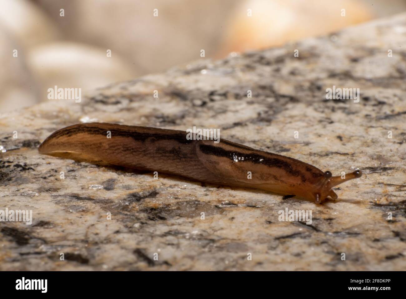 Small garden slug Stock Photo - Alamy