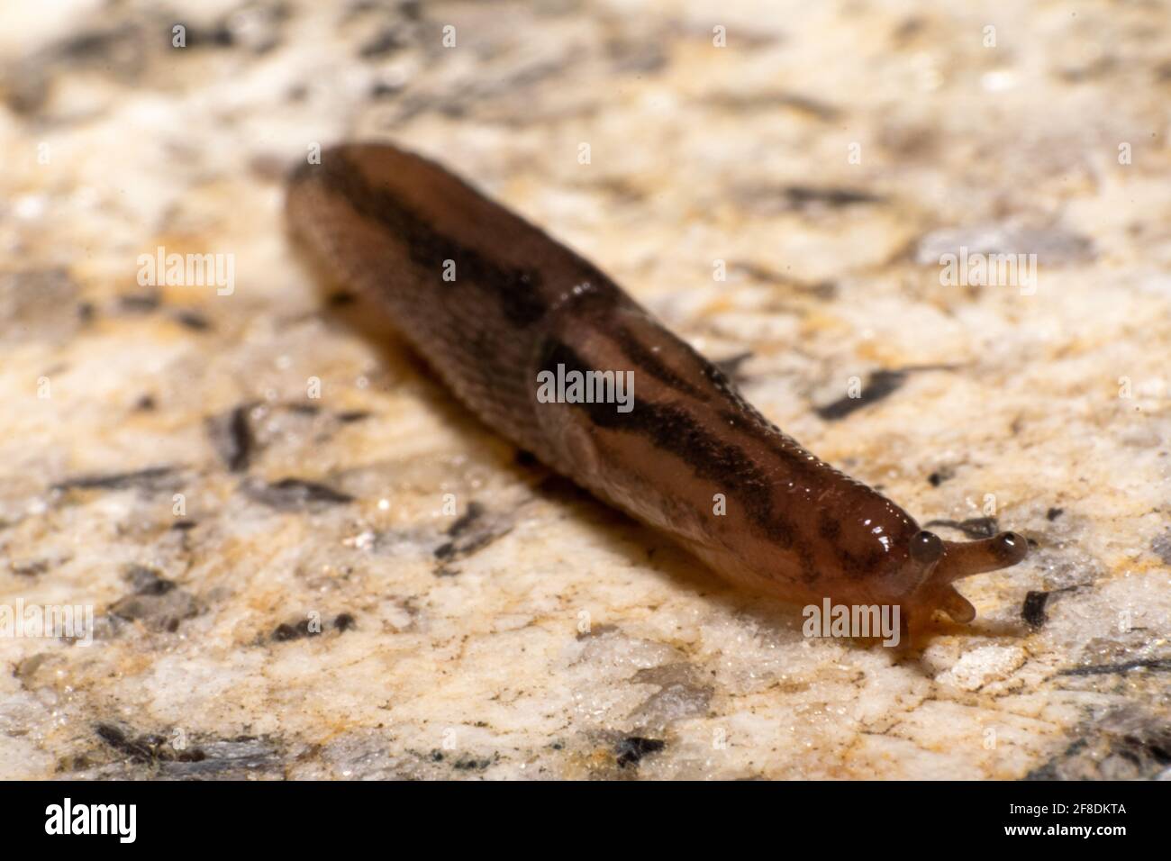 Small garden slug Stock Photo - Alamy