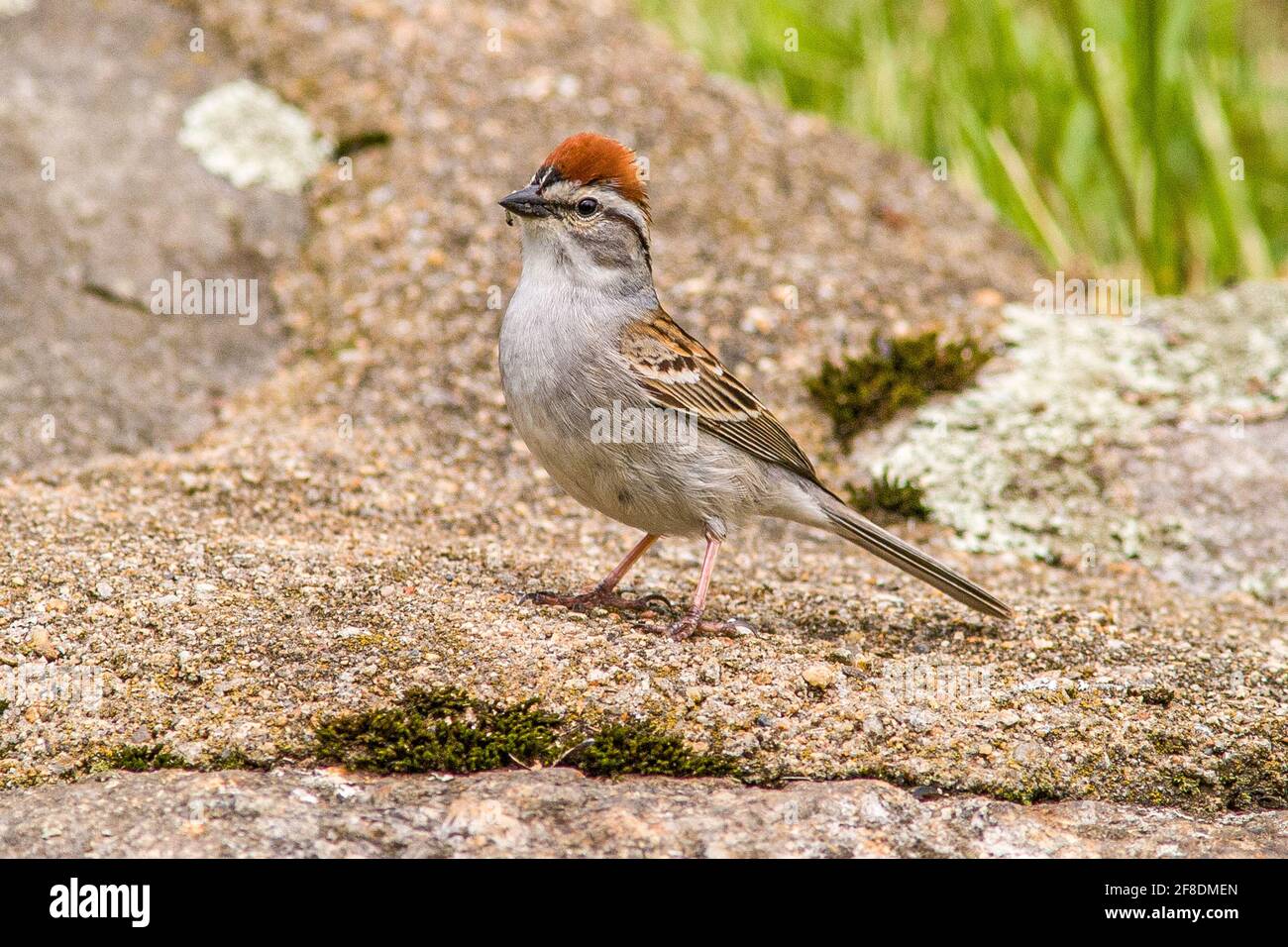 A chipping sparrow Stock Photo - Alamy