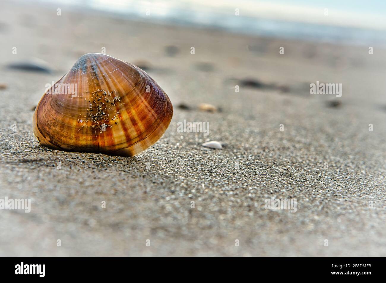 A shell on the beach of Blåvand Stock Photo - Alamy