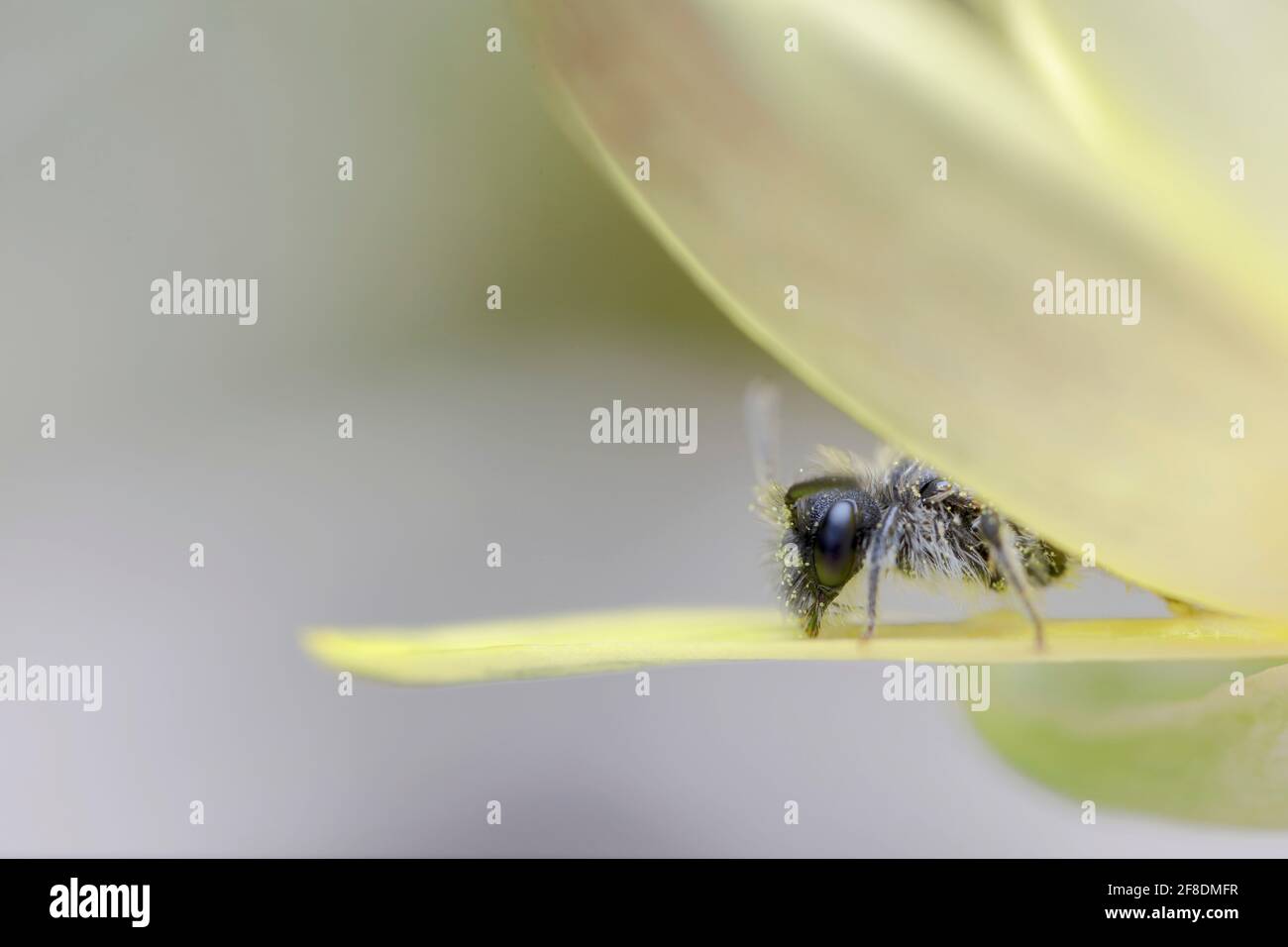 Mining bee Andrena sp. sitting in Ficaria Stock Photo - Alamy