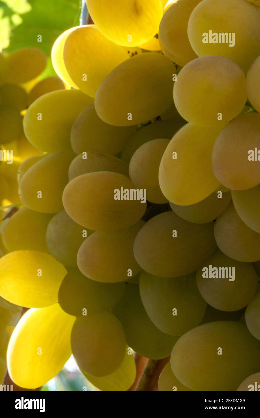 Grapes texture hi-res stock photography and images - Alamy
