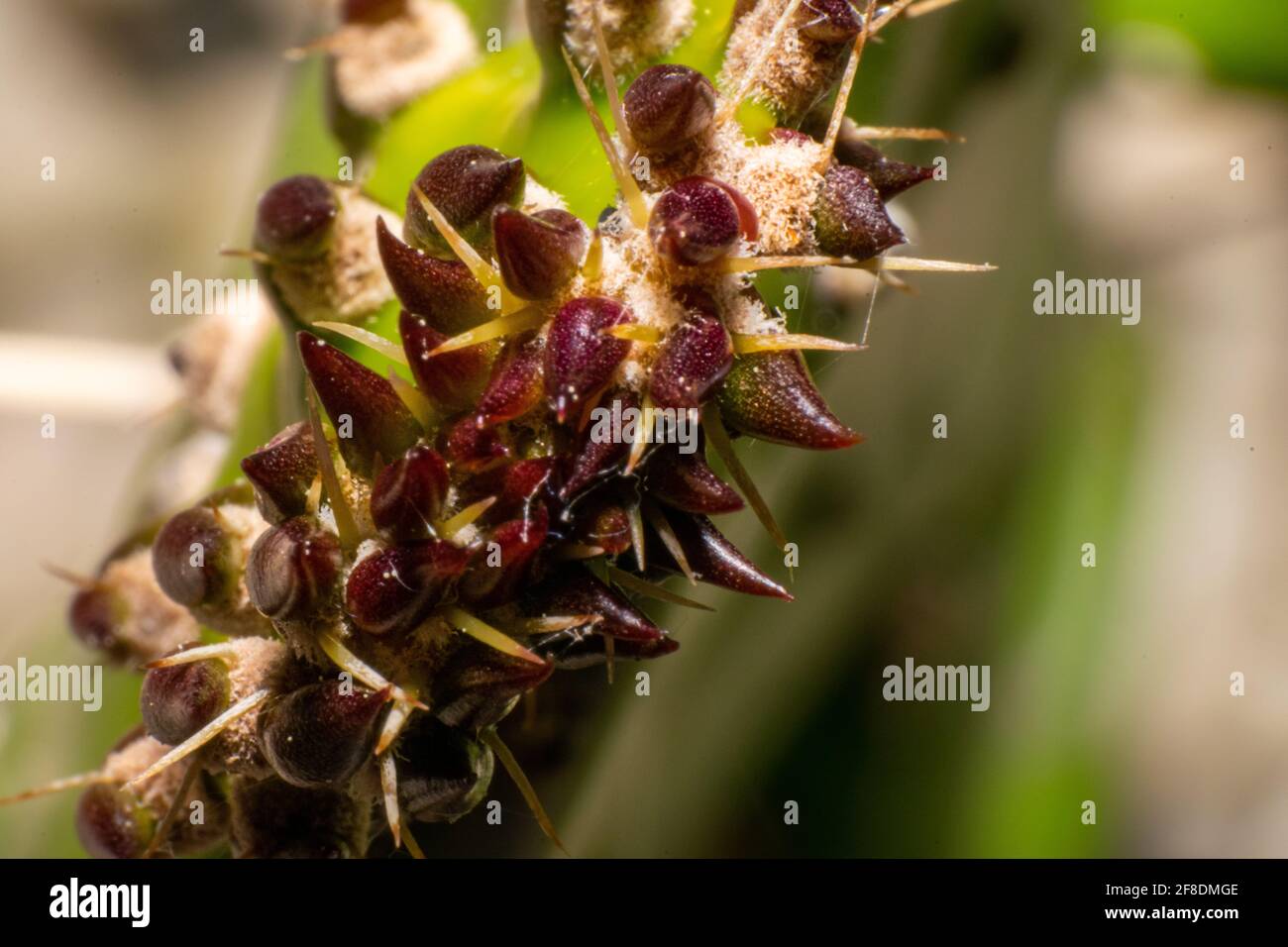 Plants spines hi-res stock photography and images - Alamy