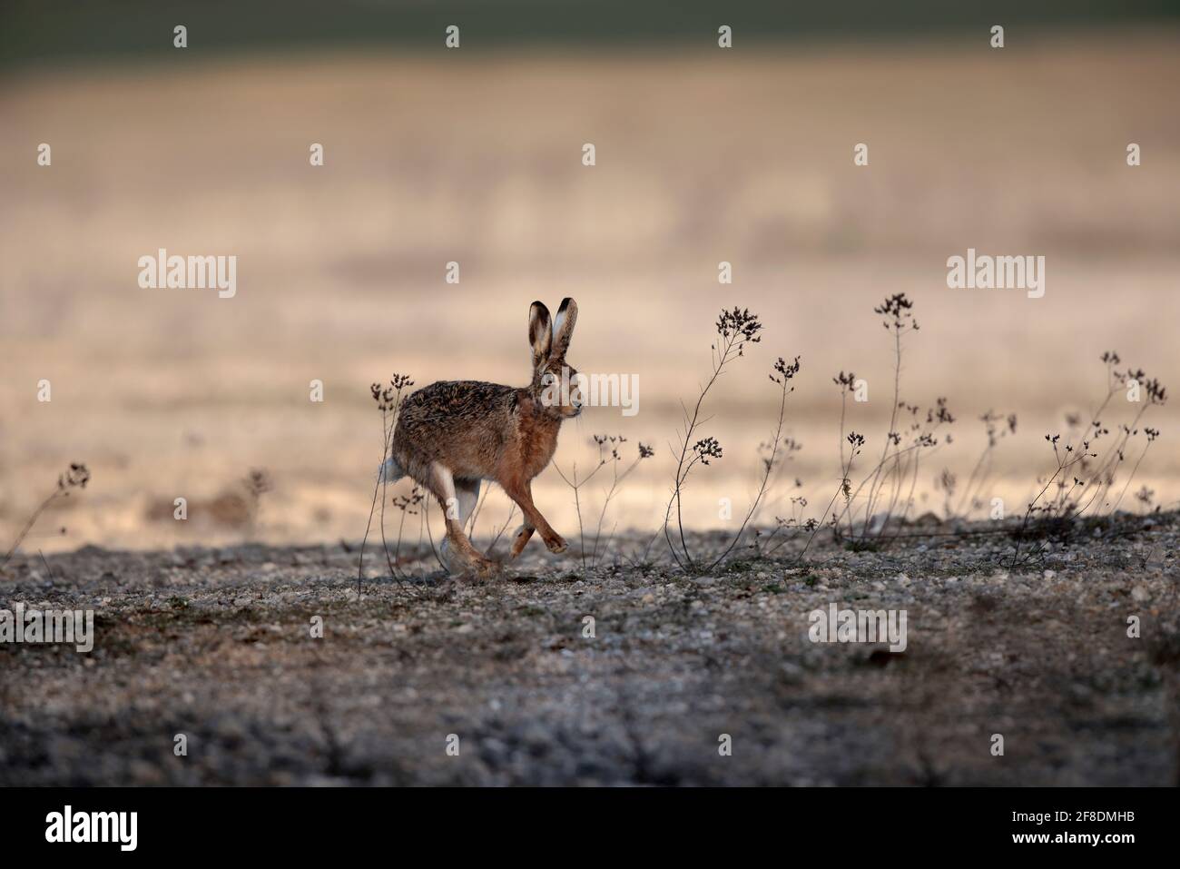 Common european Hare Lepus europeae on ground Stock Photo - Alamy