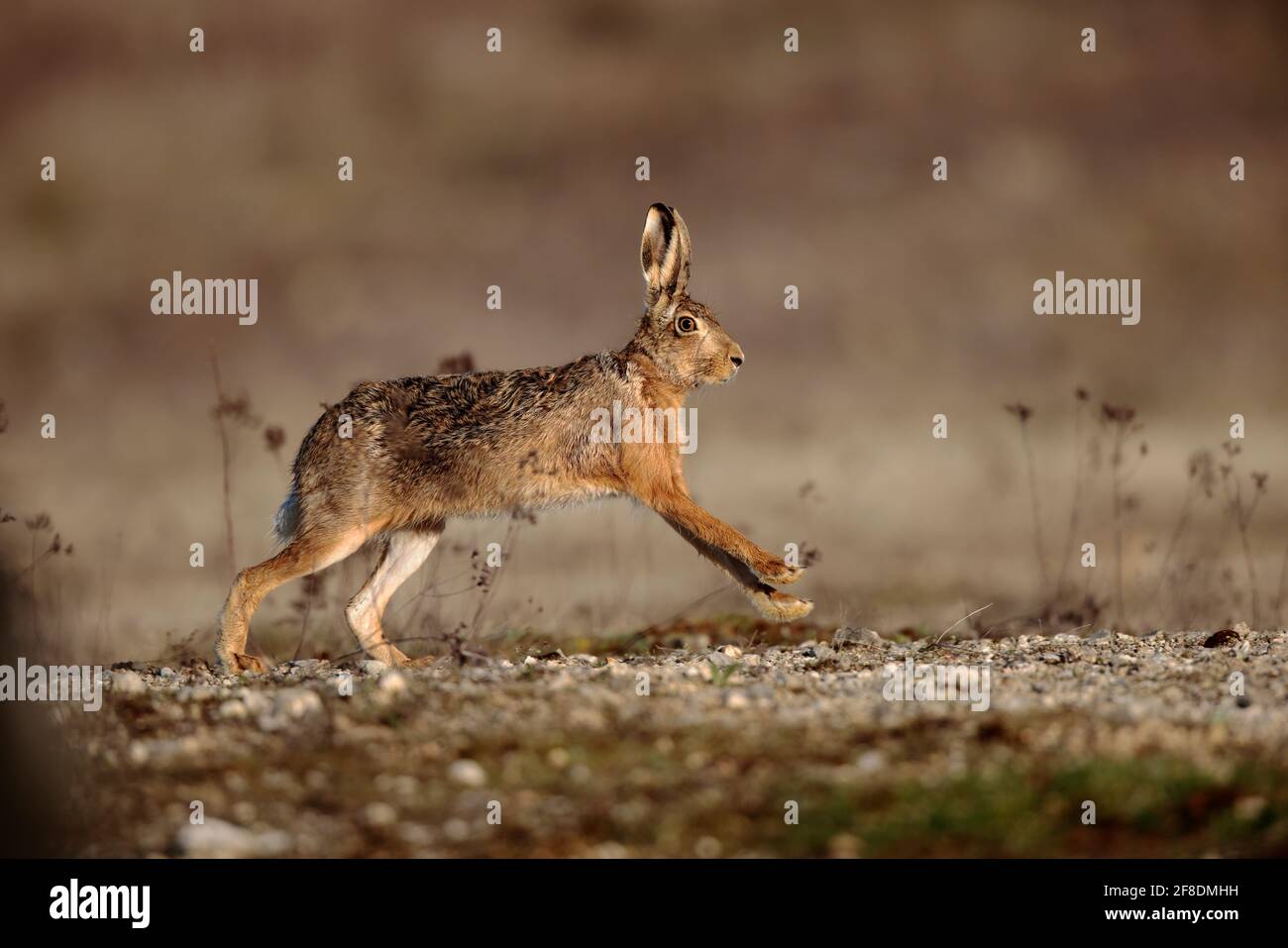 Common european Hare Lepus europeae on ground Stock Photo - Alamy