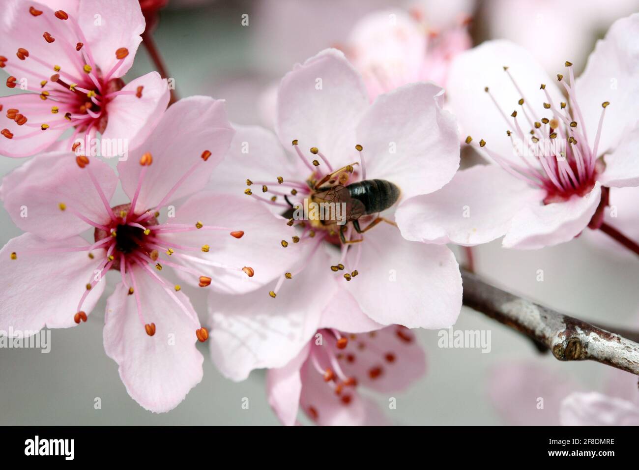 An insect sucks nectar from a pink colored flower Stock Photo - Alamy