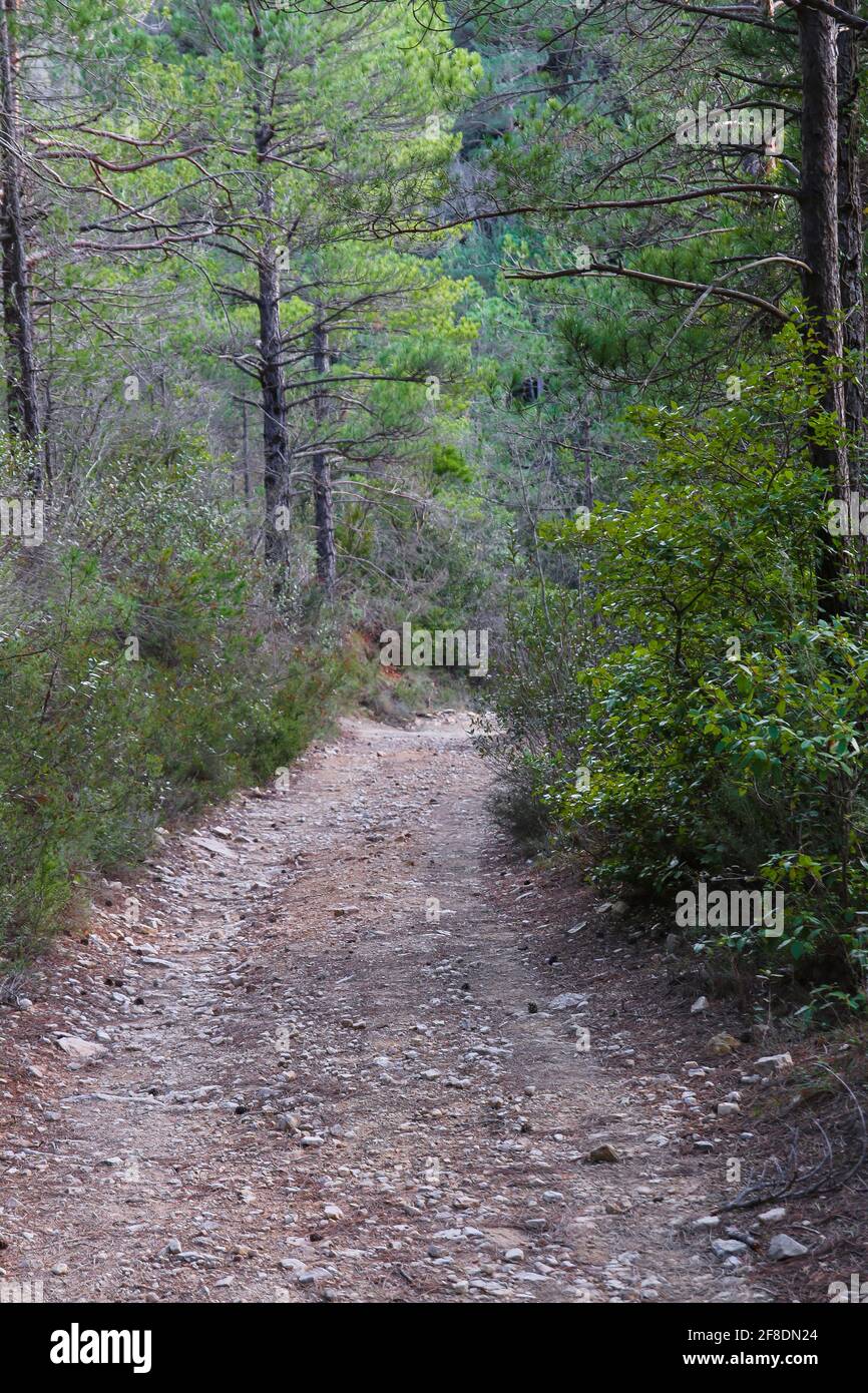 Beautiful rocky pathway surrounded by greens and trees in the woods ...