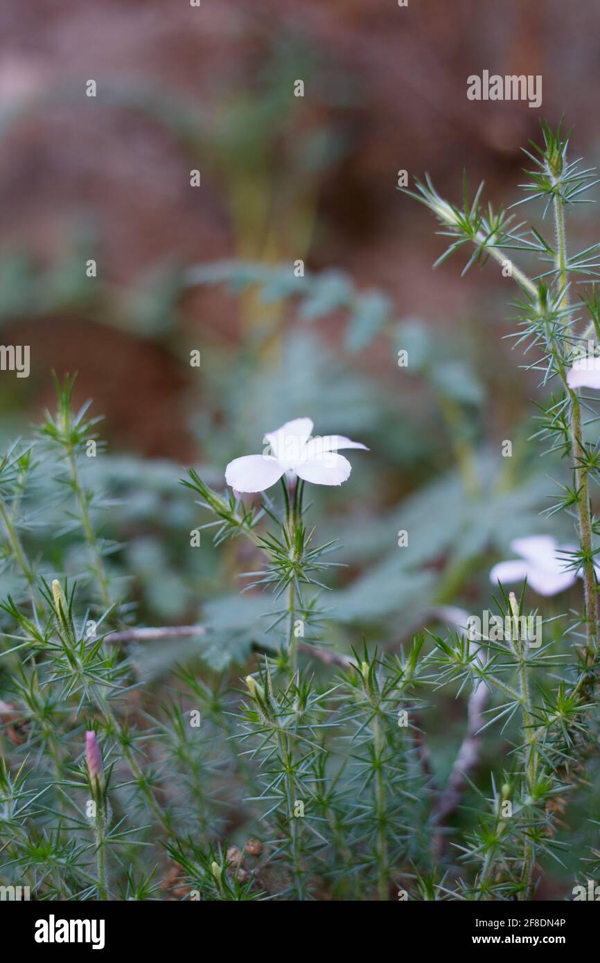 Linanthus genus hi-res stock photography and images - Alamy