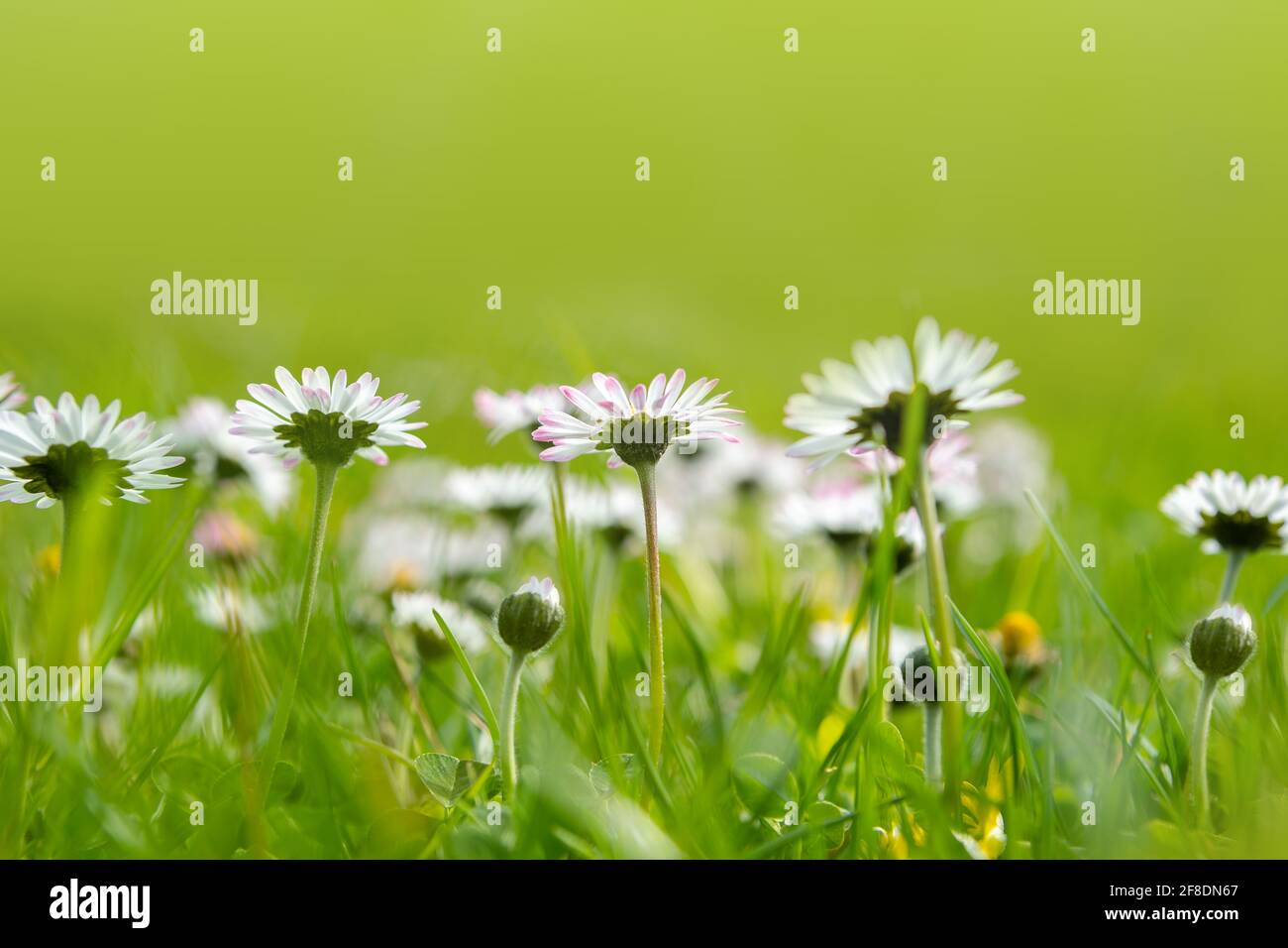 Daisy blooms hi-res stock photography and images - Alamy