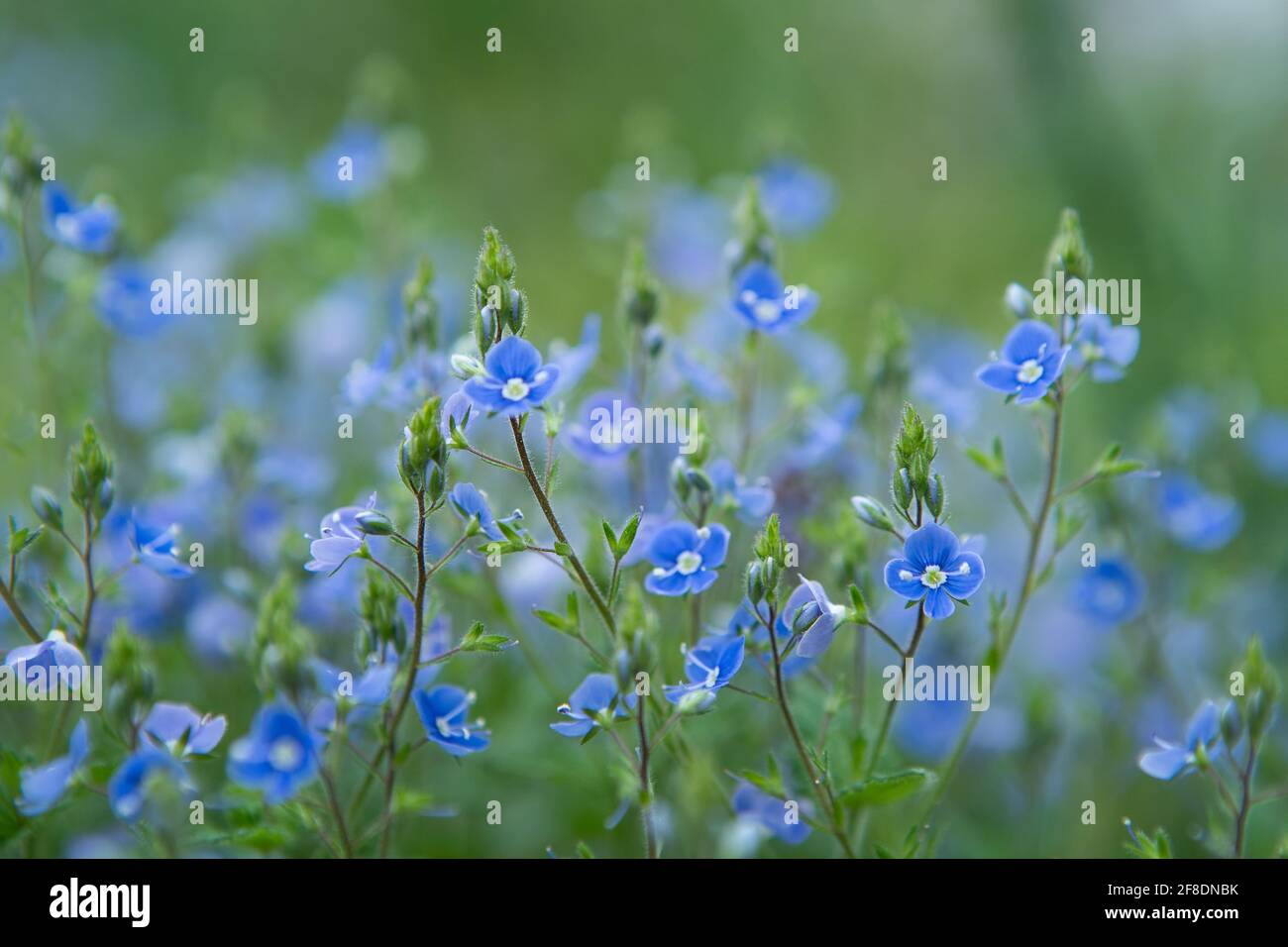 Wild forest tiny blue flowers on meadow. Veronica (Germander, Speedwell ...