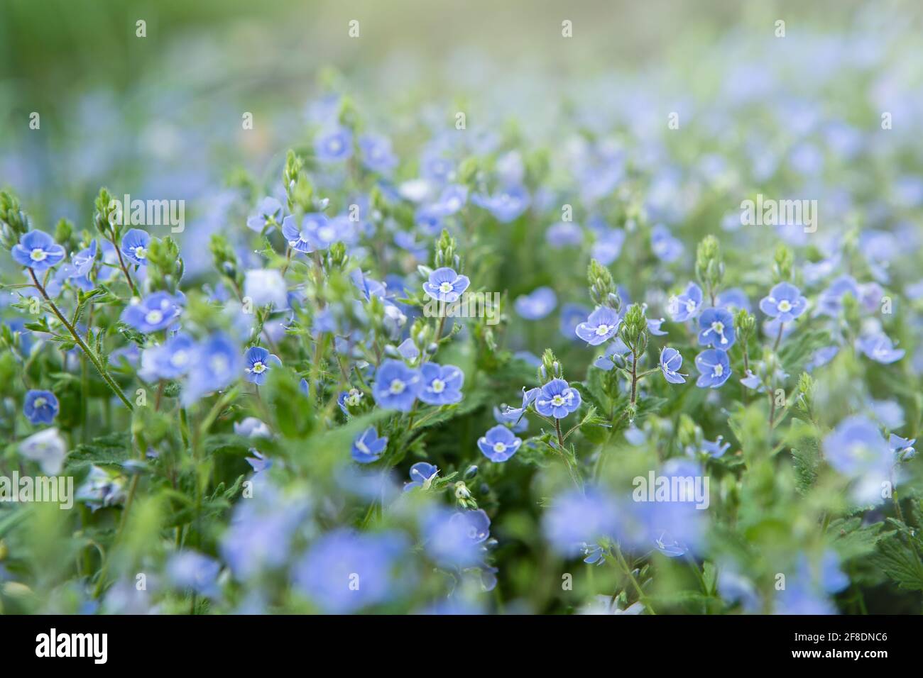 Wild forest tiny blue flowers on meadow. Veronica (Germander, Speedwell ...