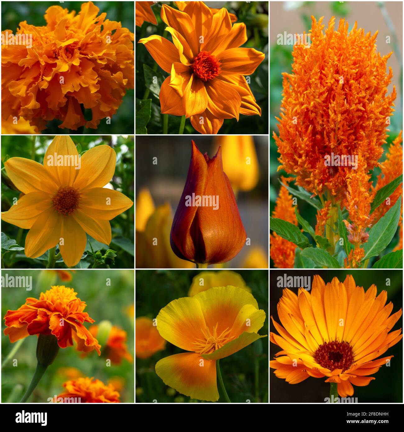 bright set, collage of orange summer colors. background for postcard or ...