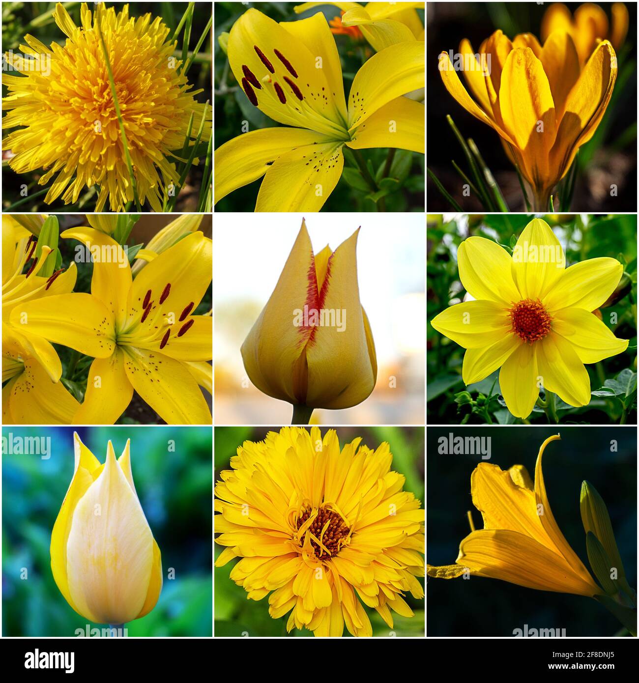 Flower collage hi-res stock photography and images - Alamy