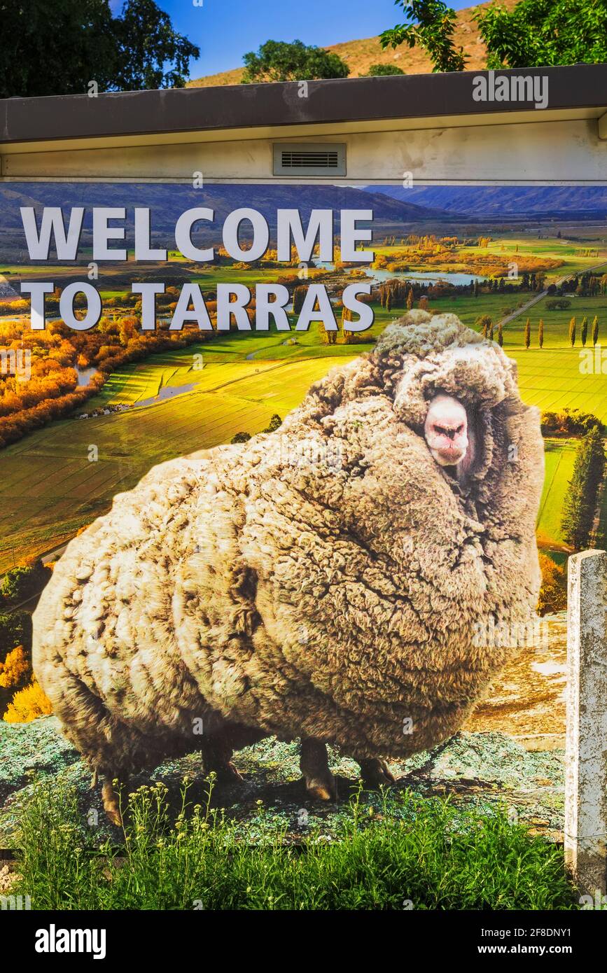 Shrek world famous sheep hi-res stock photography and images - Alamy