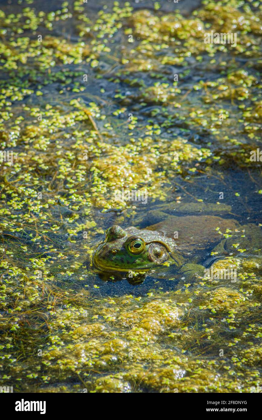 Bullfrogs as food hi-res stock photography and images - Alamy