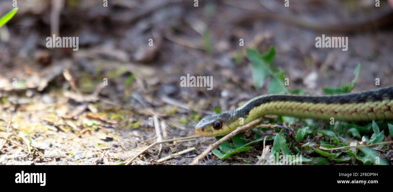 Eastern Garter snake (T. s. parietalis) photographed in Ontario Canada ...