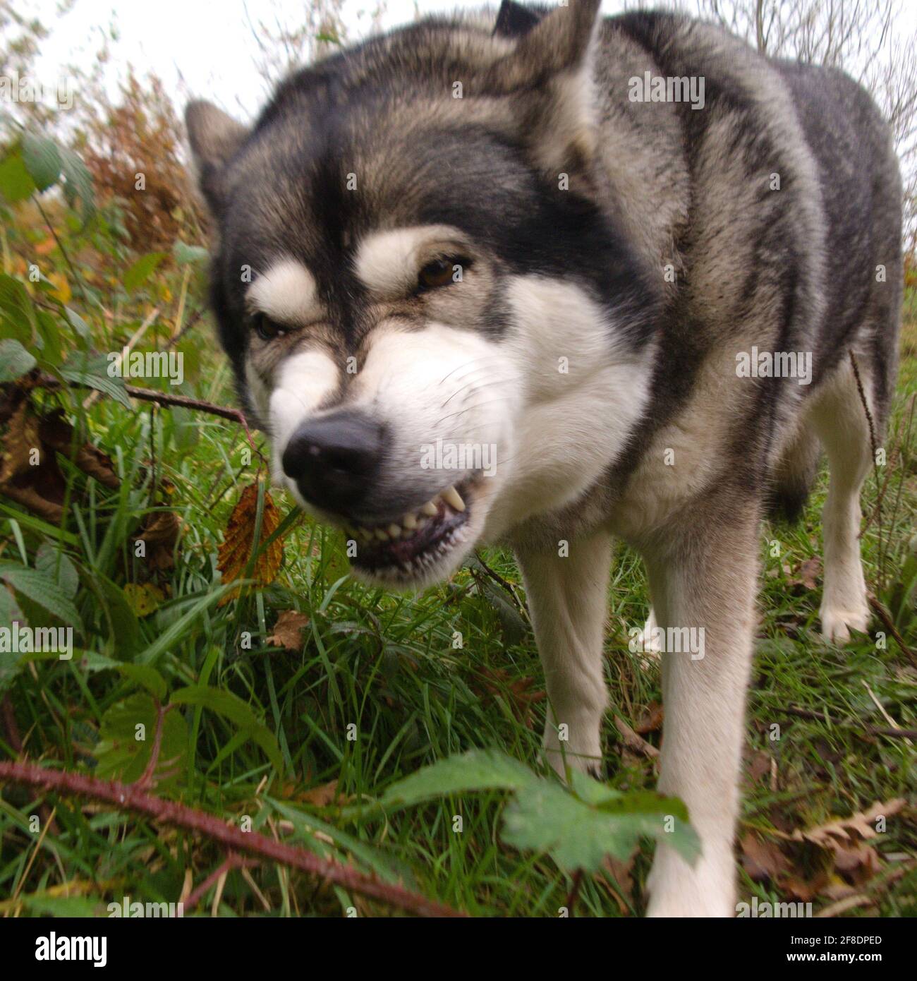 Snarling Wolf. A close up of a Wolf growling Stock Photo - Alamy