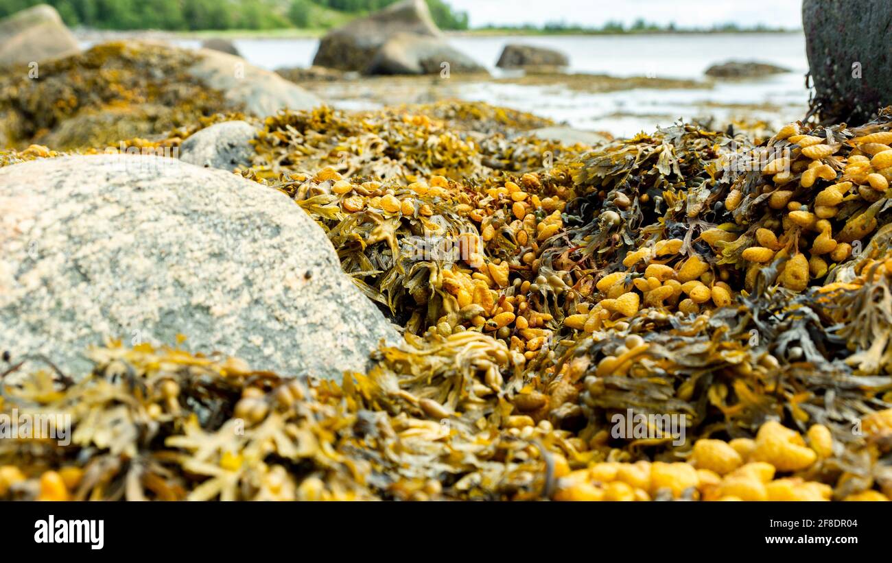 Haptophyta hi-res stock photography and images - Alamy