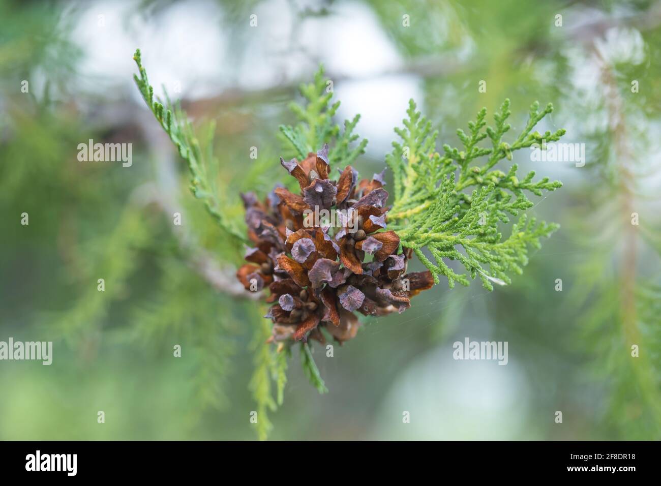 Seeds and leafs of Platycladus - a monotypic genus of evergreen ...