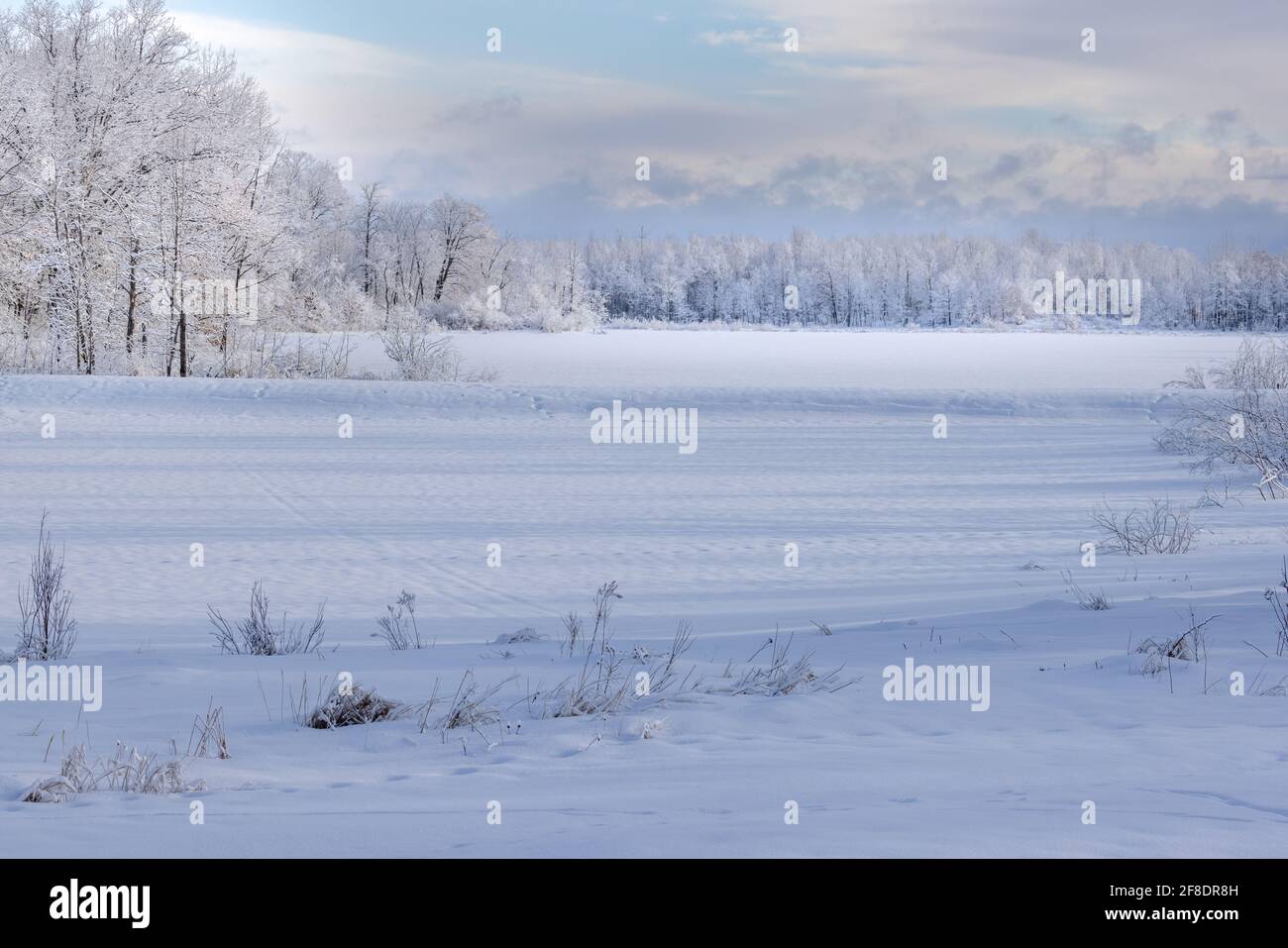 Snow-covered trees lining a frozen lake in northern Wisconsin Stock ...