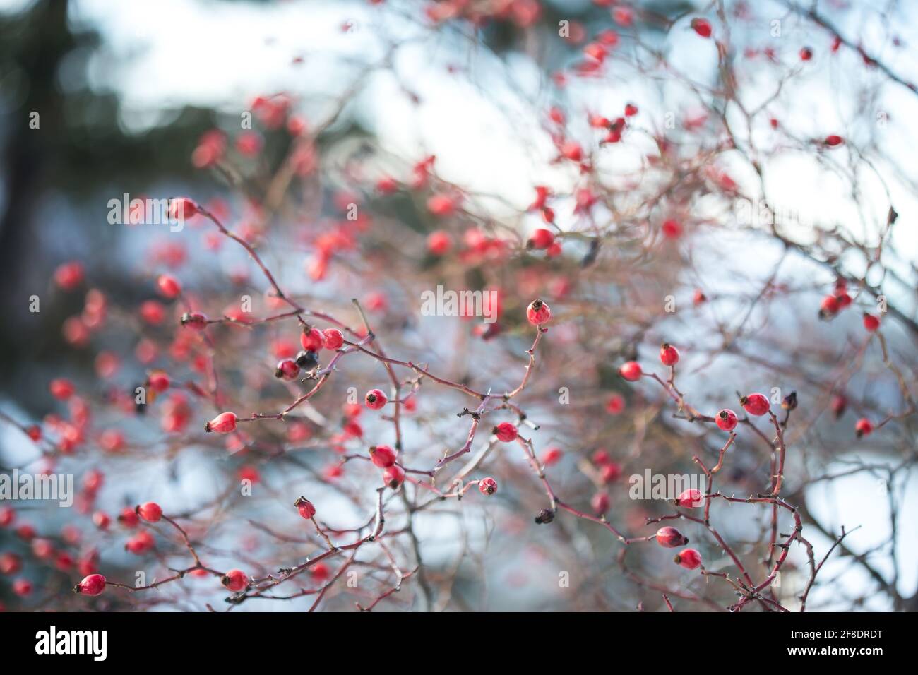 Rosehip berry bush hi-res stock photography and images - Alamy