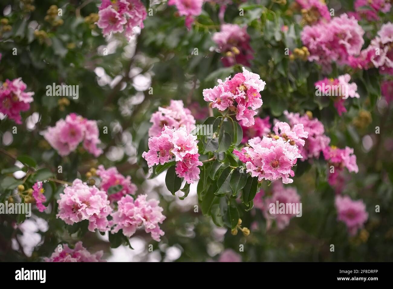 Blooming Crepe myrtle photo in natural daylight Stock Photo - Alamy