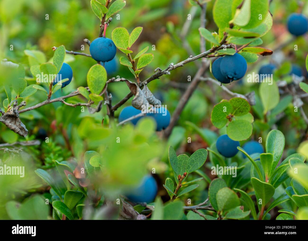Blueberry on a branch as it grows in nature, close-up. Northern berry ...