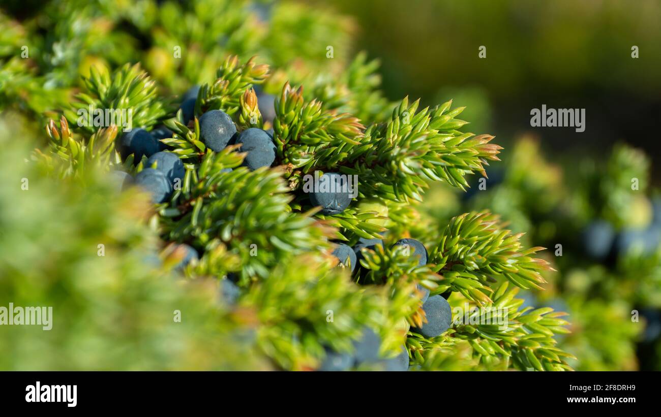 Juniper berries on a branch, close-up. Background image. Copy space ...