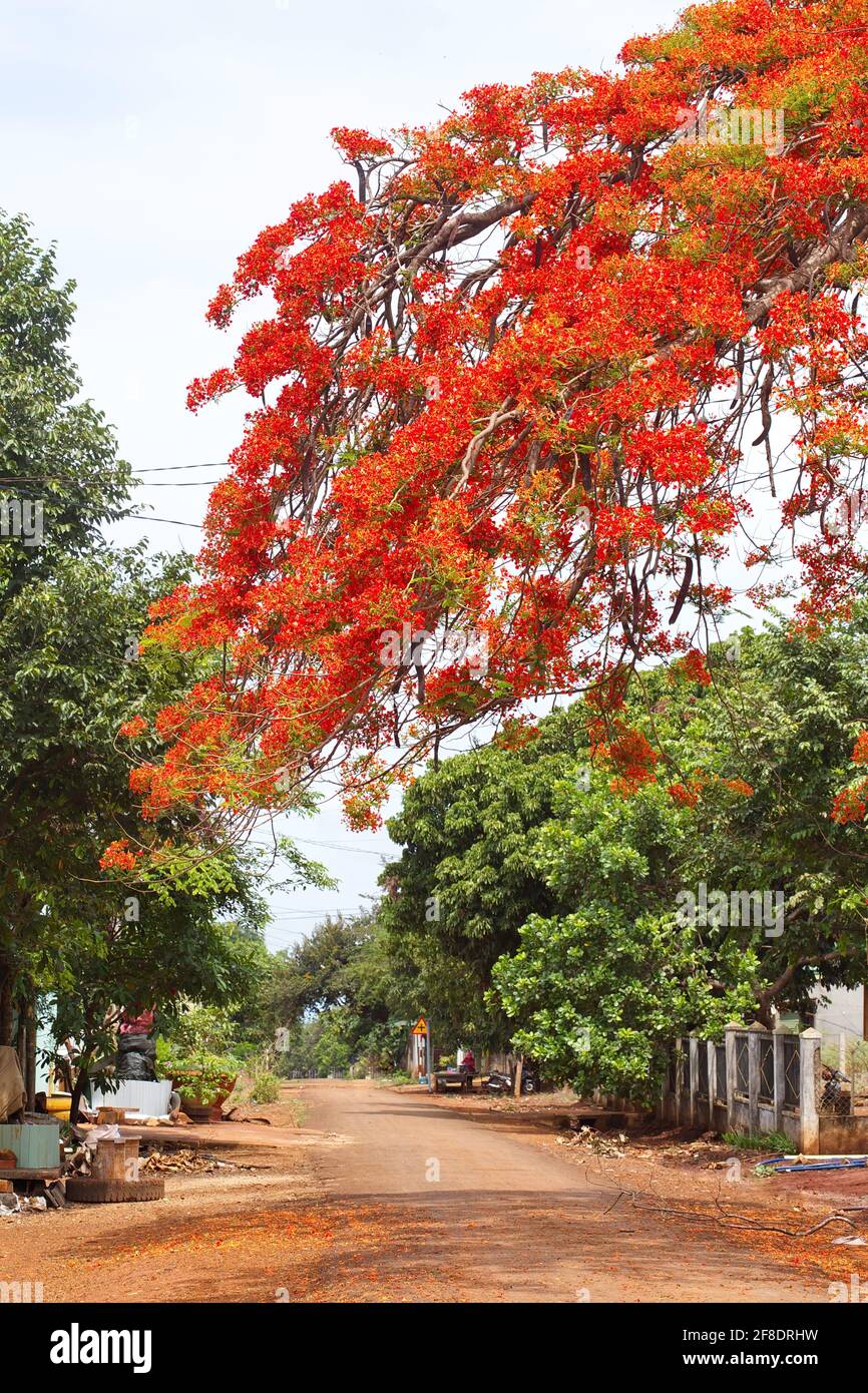 Red flamboyan hi-res stock photography and images - Alamy