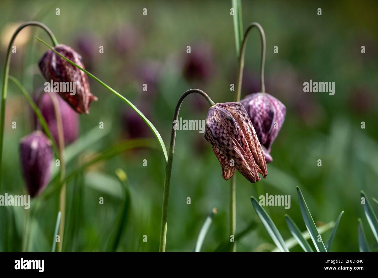 Purple chequered Snake's Head Fritillary flowers grow wild in the grass ...