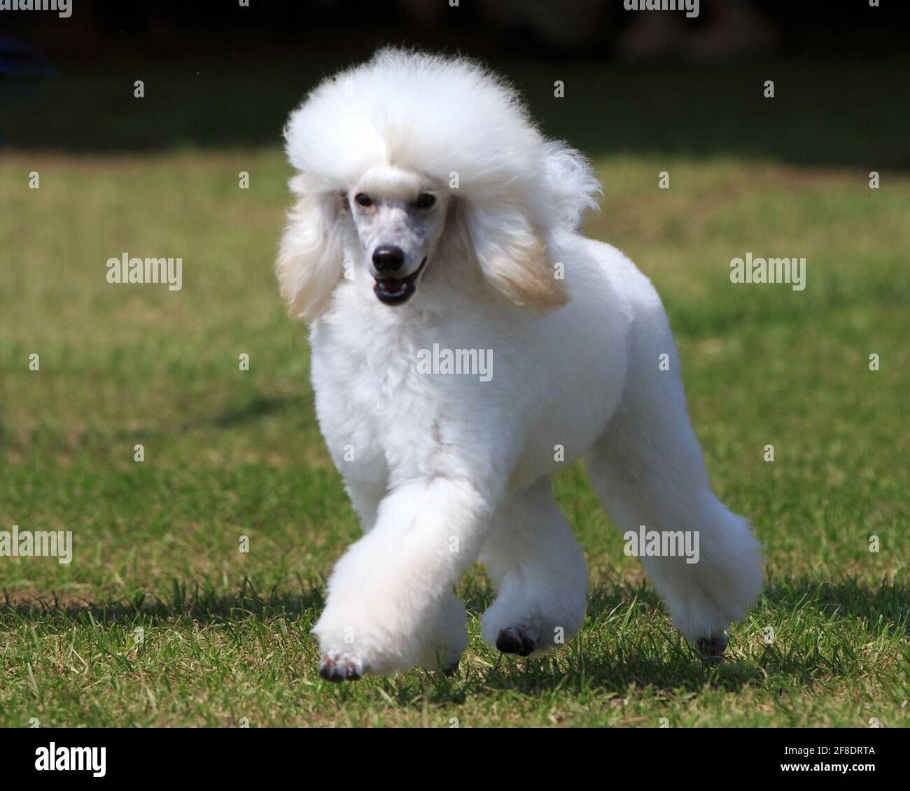 French miniature poodle hi-res stock photography and images - Alamy