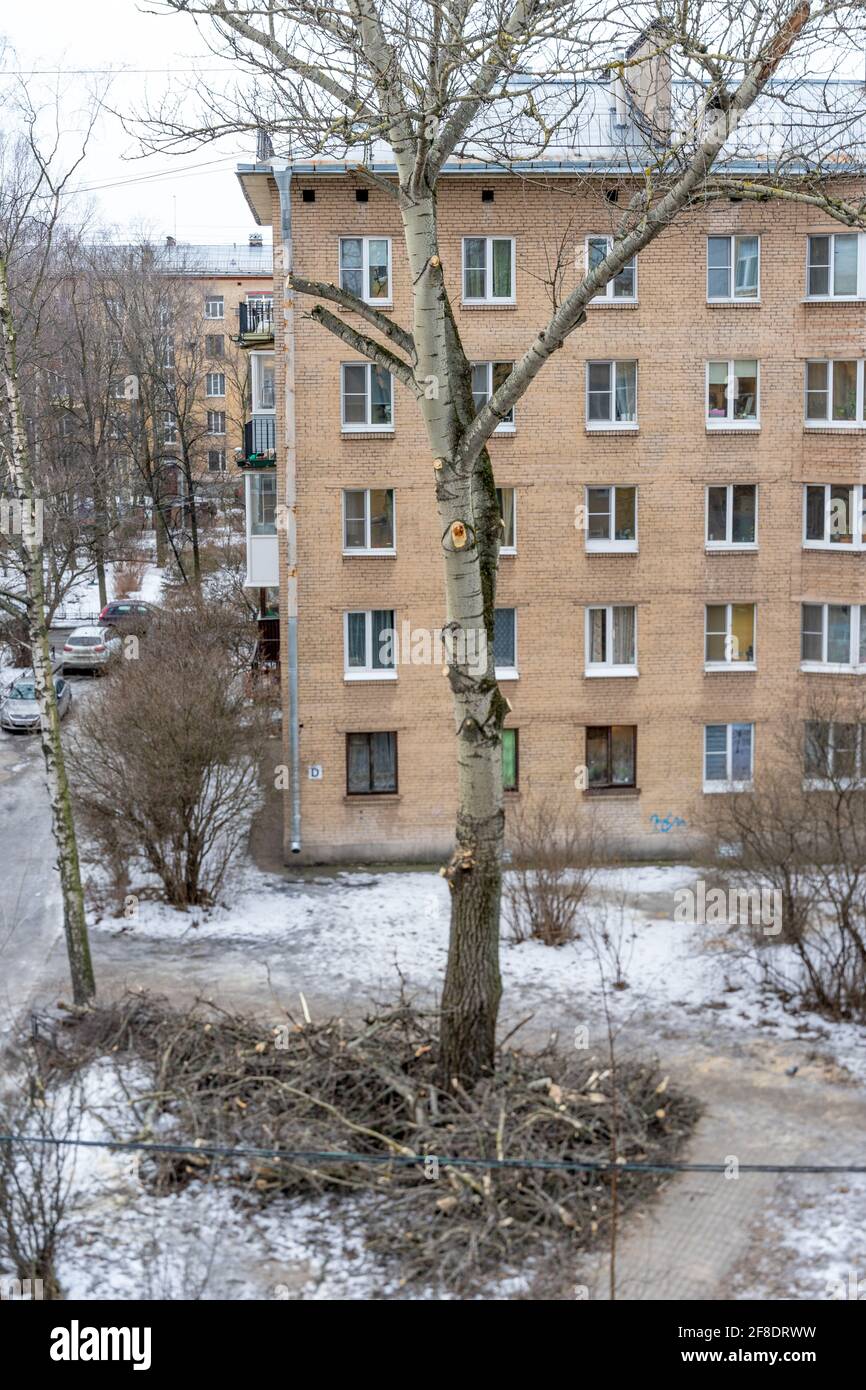 Poplar tree in the yard with all twigs and branches cut off and lying ...