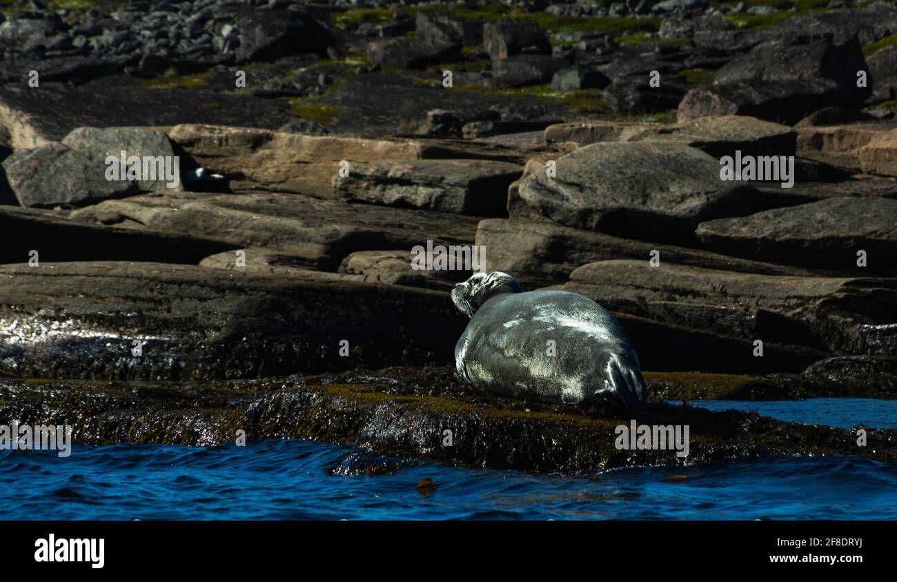 Earless seal zoo hi-res stock photography and images - Alamy