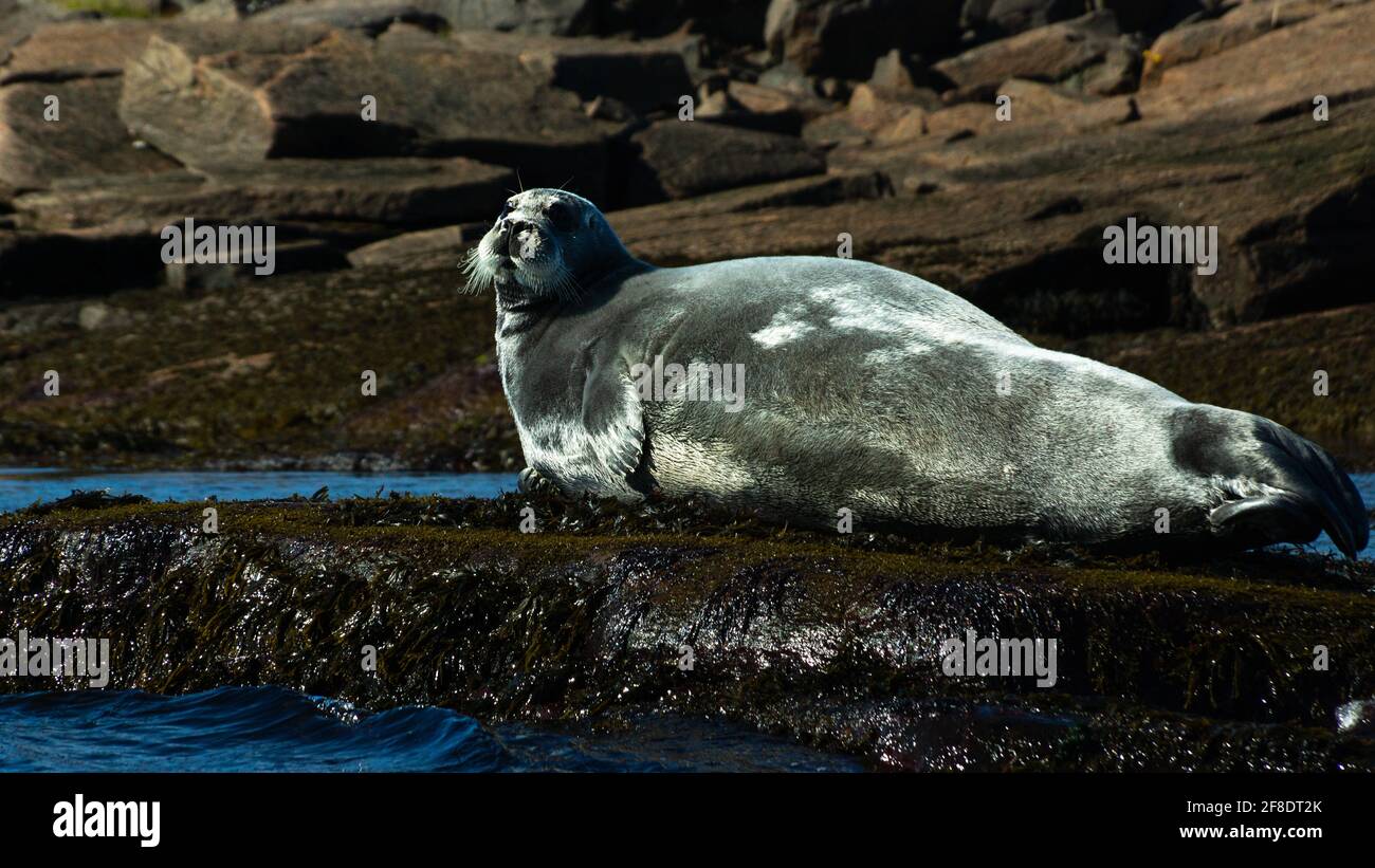 A large cute seal lies on the rocks in the sea. Wildlife. Portrait of ...