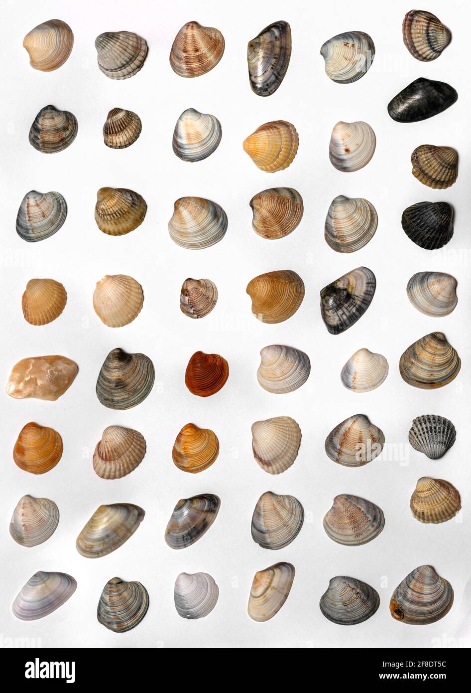 Pink white scallop seashells hi-res stock photography and images - Alamy