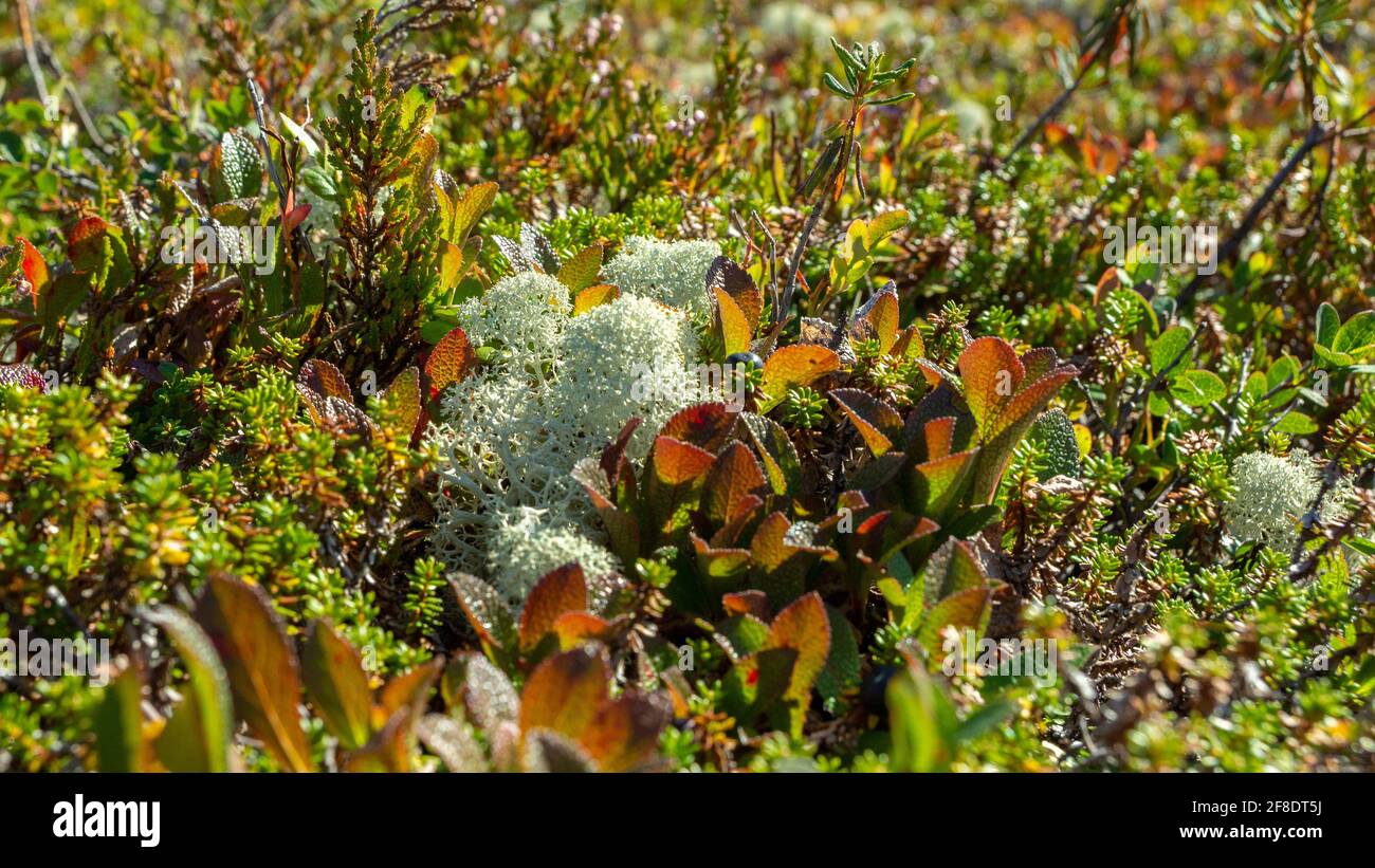 Tundra Mosses