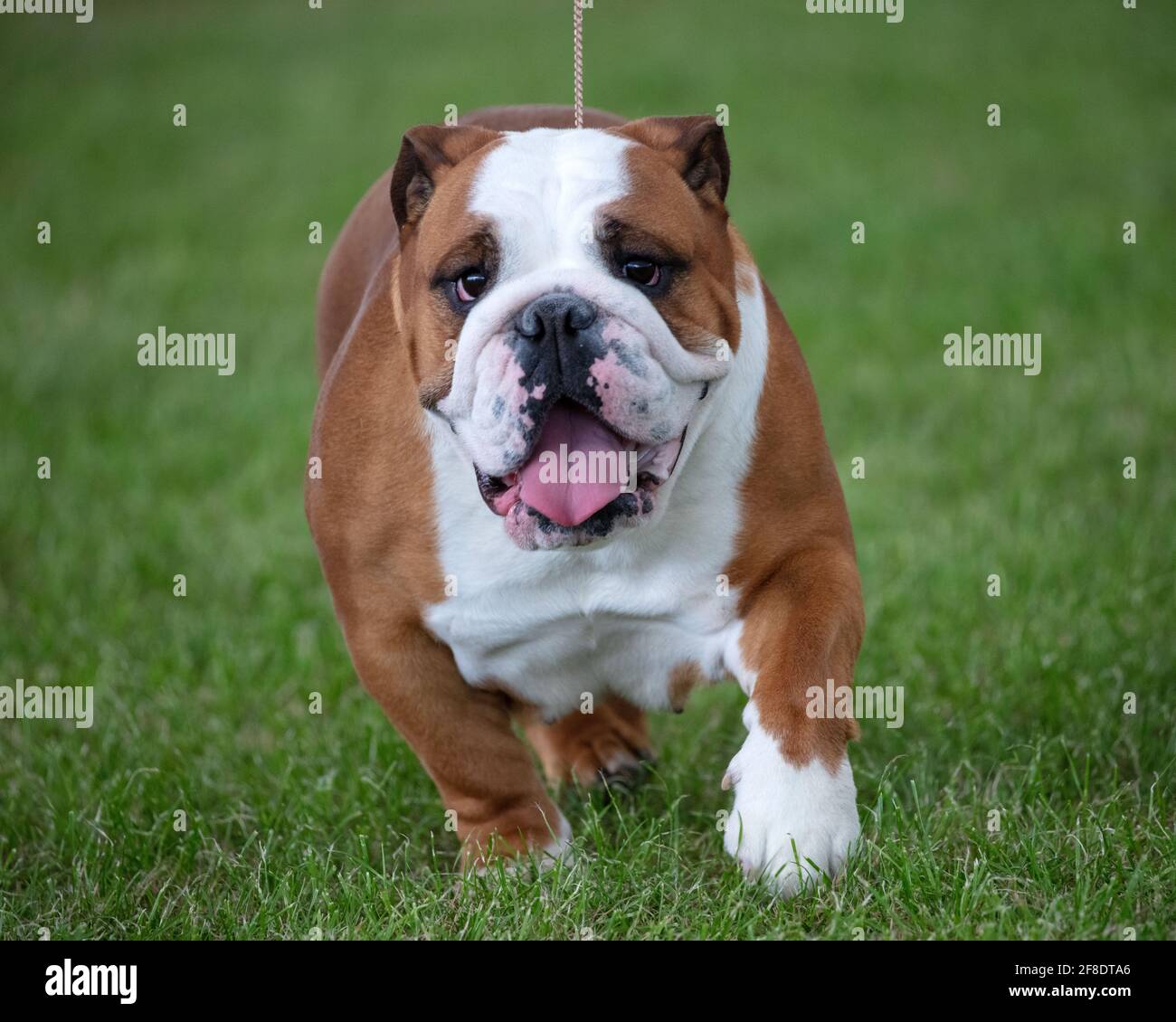 English Bulldog moving towards the camera Stock Photo - Alamy